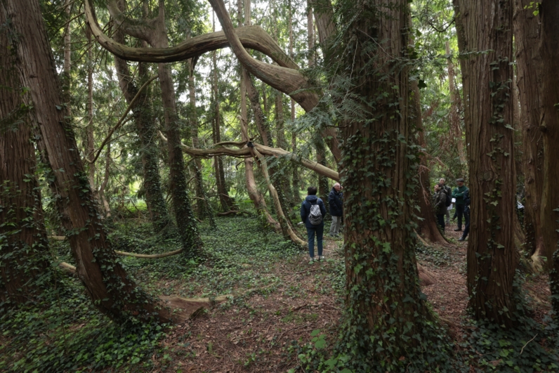 Visite de l'Arboretum National des Barres – Nogent-sur-Vernisson (45 ...